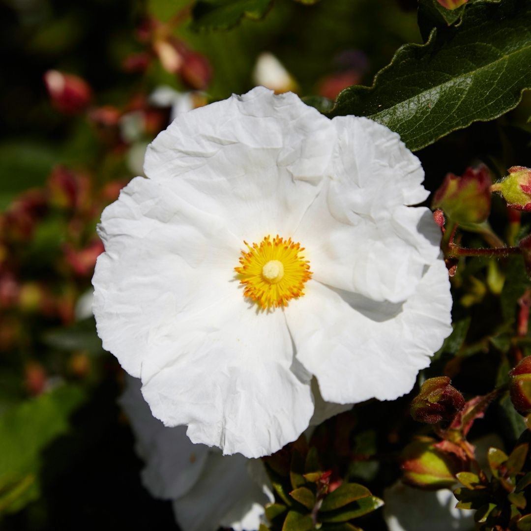 Cistus/Rock Rose essential oil - AROMESOIL
