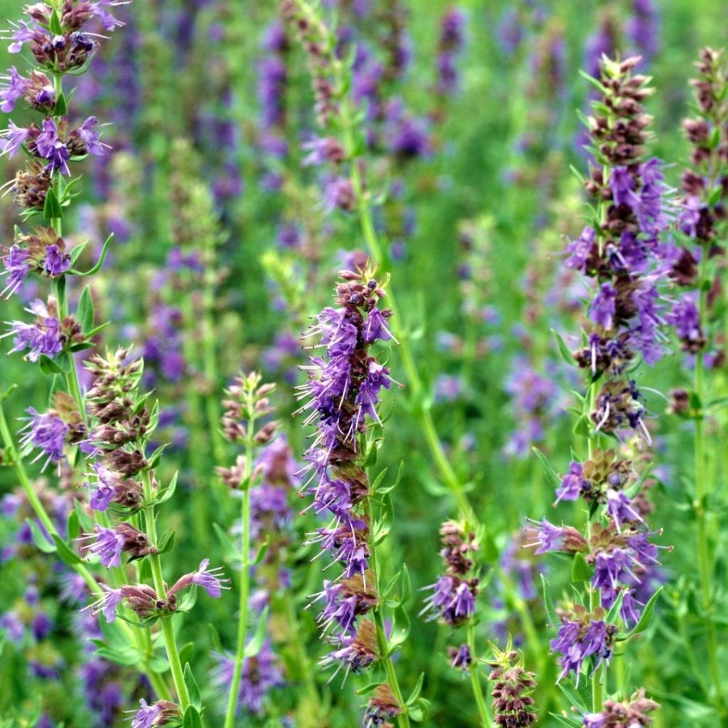 Hyssop essential oil - Skin Cleanser Store